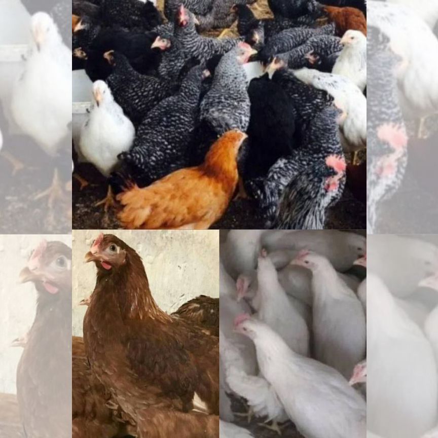 Куры молодки несушки