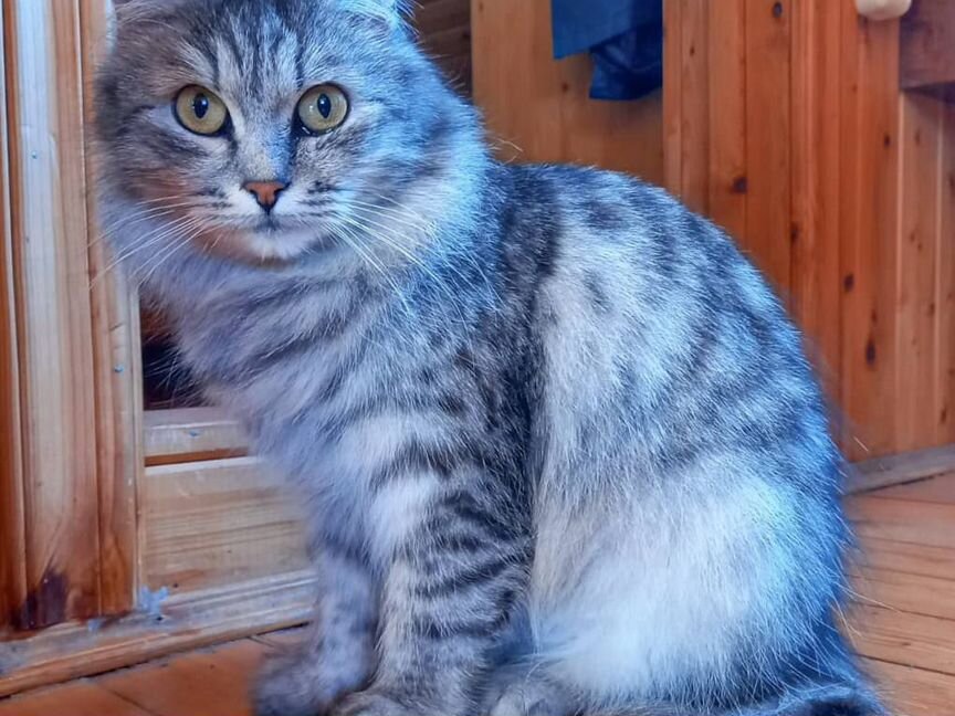 Серебртстая кошка Элли в добрые руки