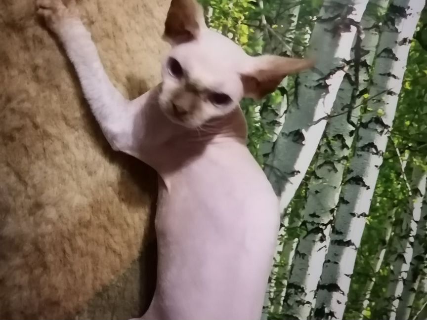 Голубоглазик