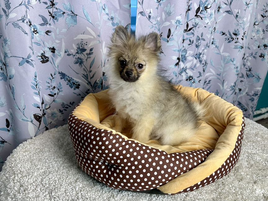 Шпицы с документами