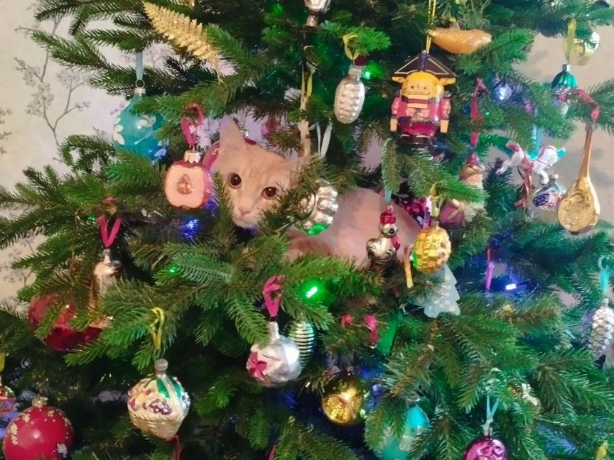 Котик персиковый