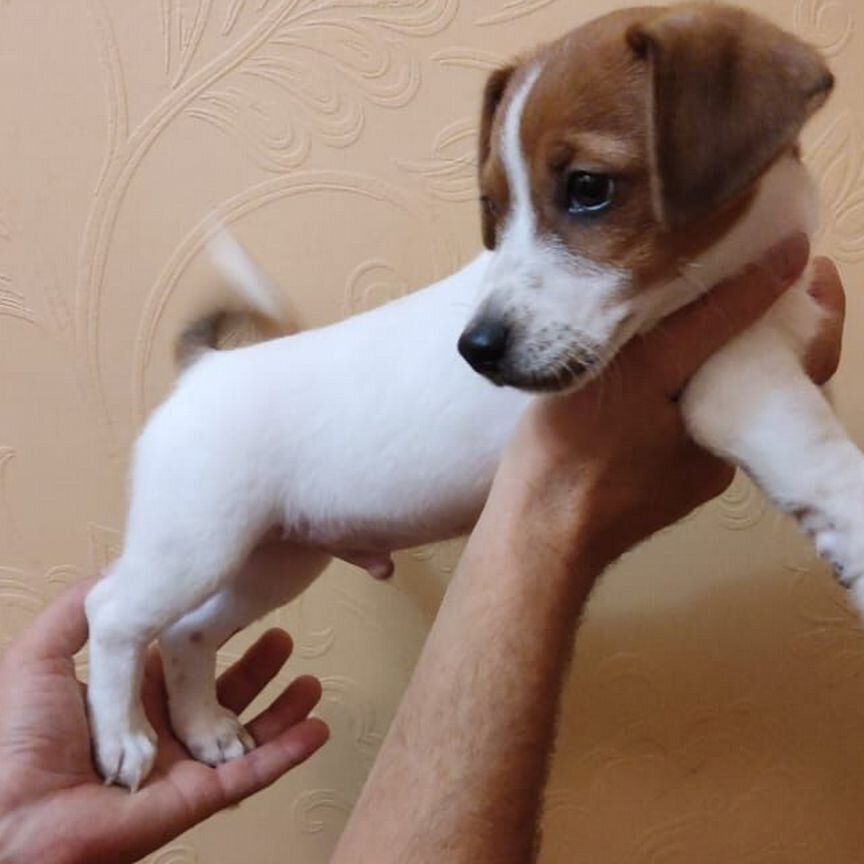 Щенки джек рассел терьер гладкошерстный