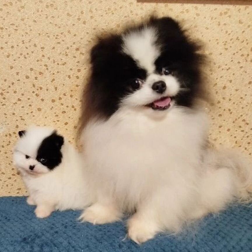 Померанский шпиц, щенок