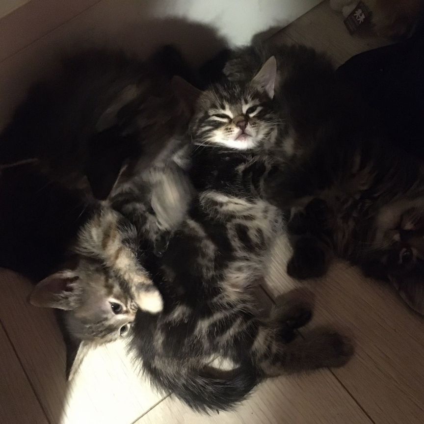Котята в добрые руки
