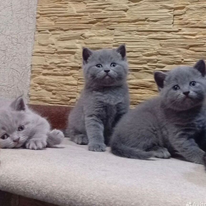 Британский короткошёрстный котёнок