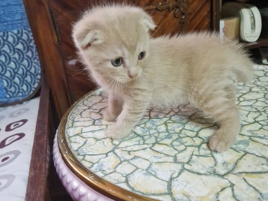 Британцы вислоухие