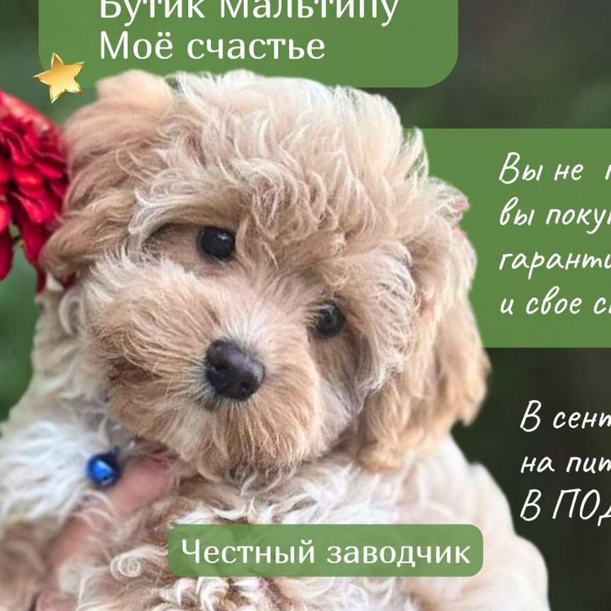 Мальтипу, щенок