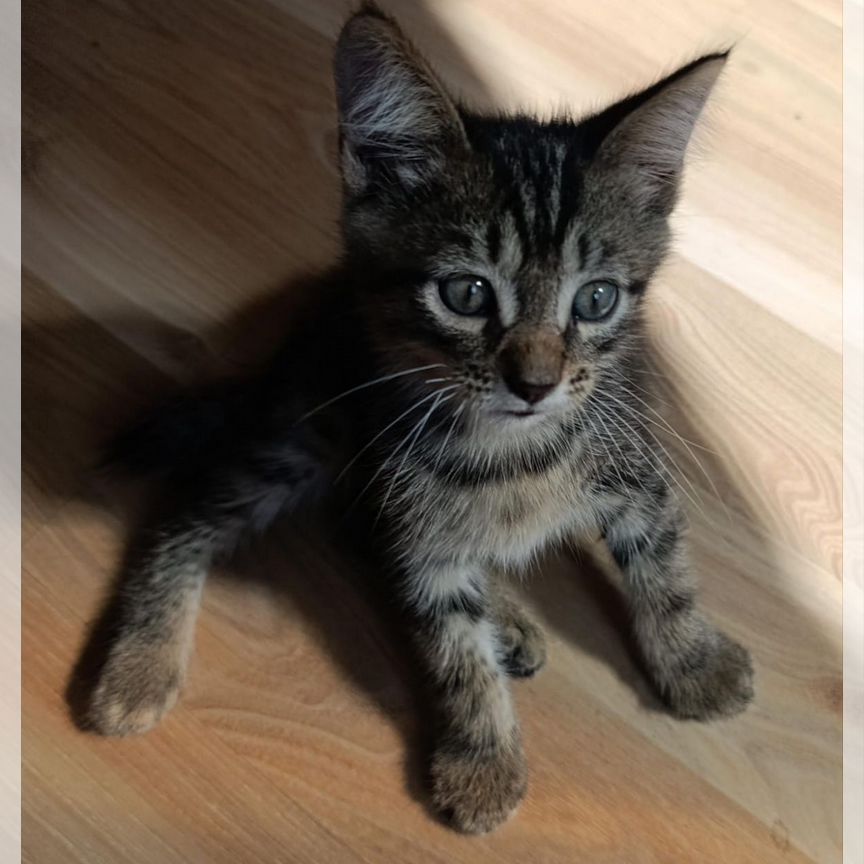 Котёнок