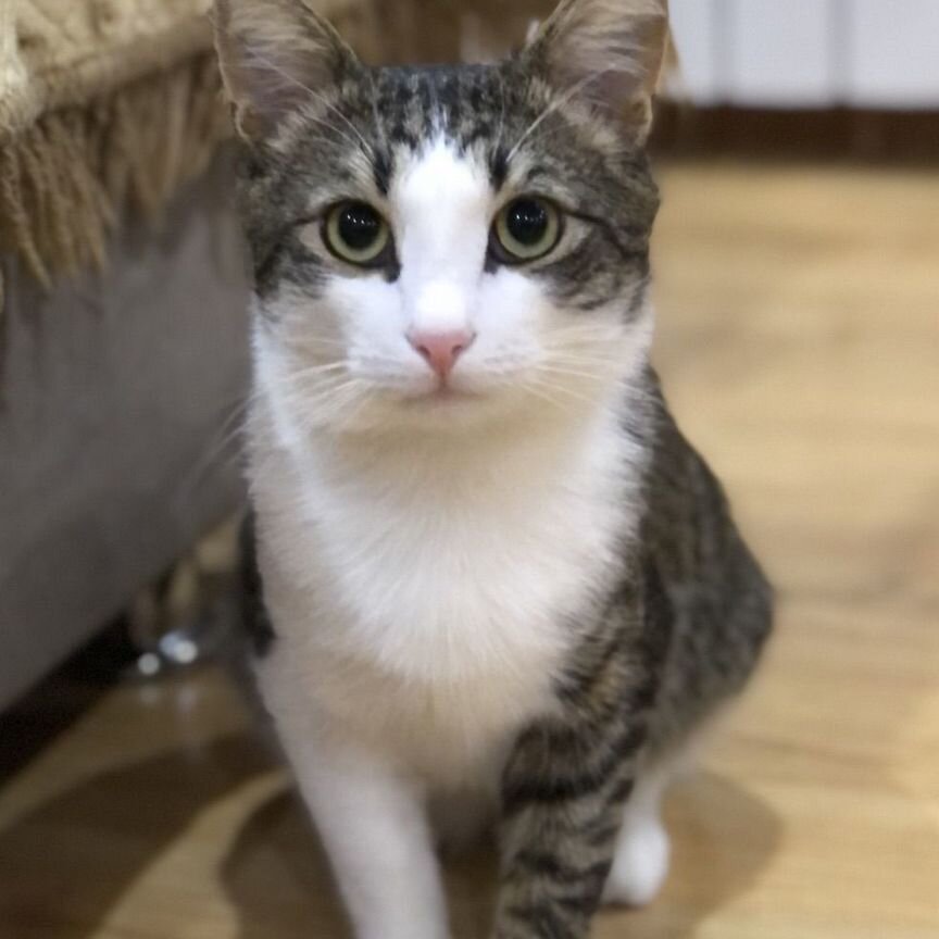Котик молодой