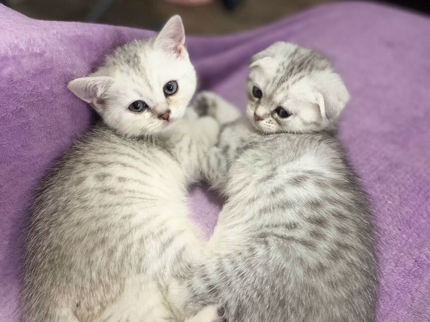 Шотландские котята серебристые шиншиллы