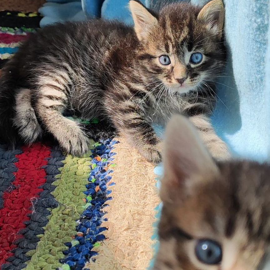 Котята (бесплатно)