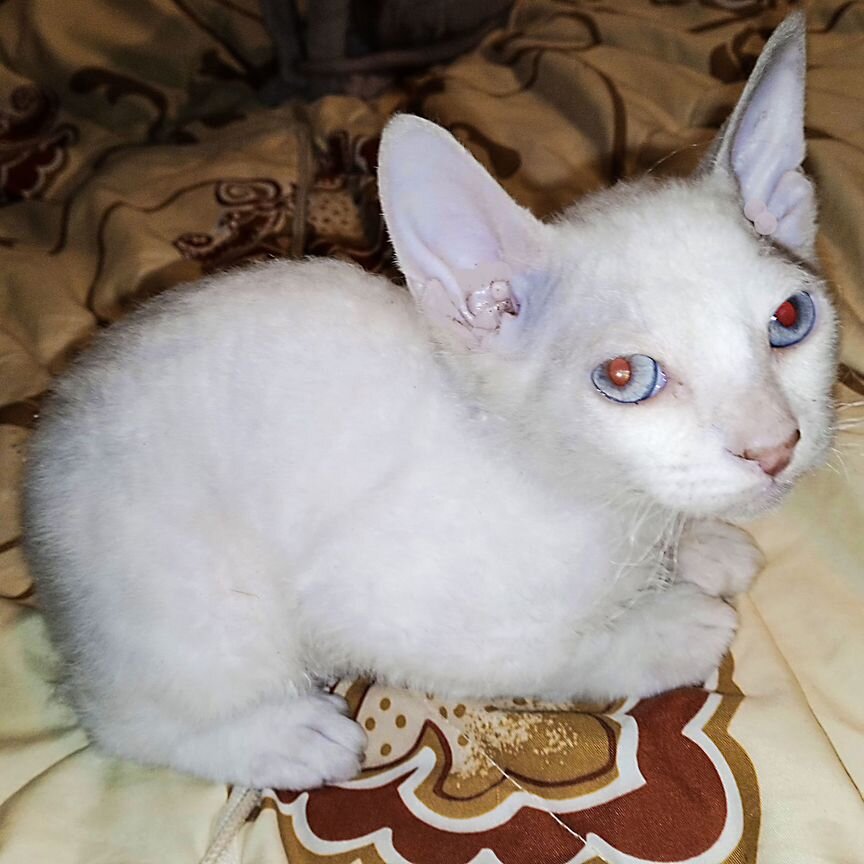 Донской сфинкс котёнок