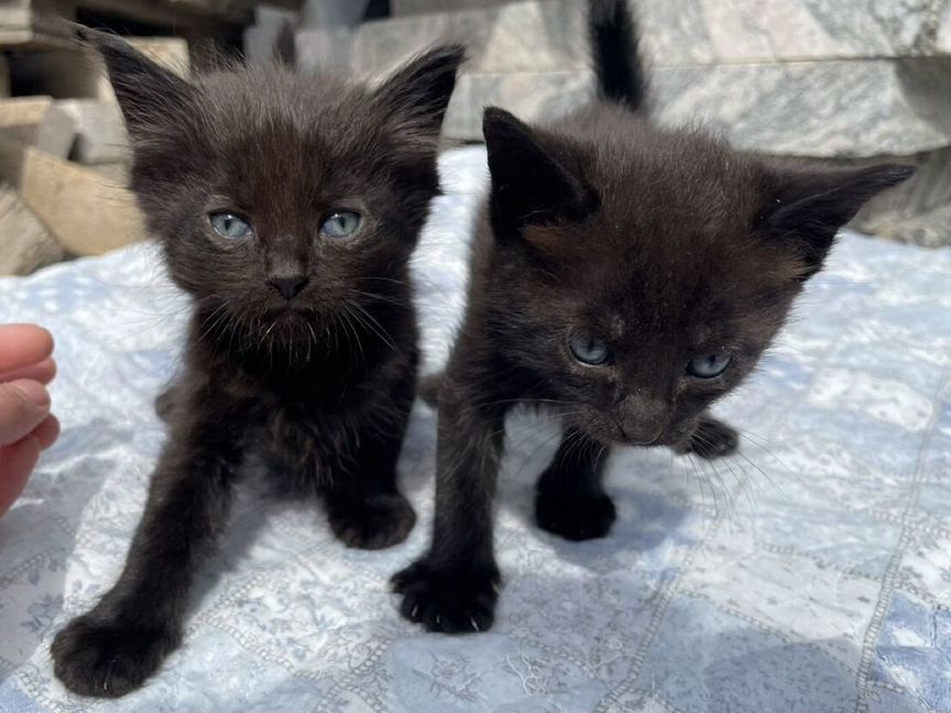 Котята девочки сёстры чёрные