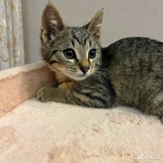 Полосатая котя в добрые руки бесплатно