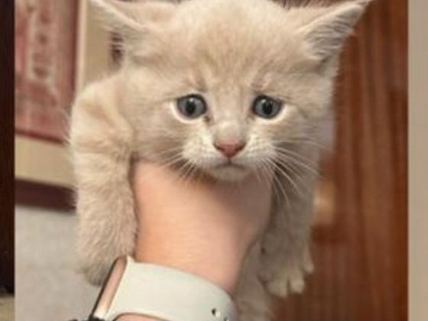 Кошка в дар бесплатно