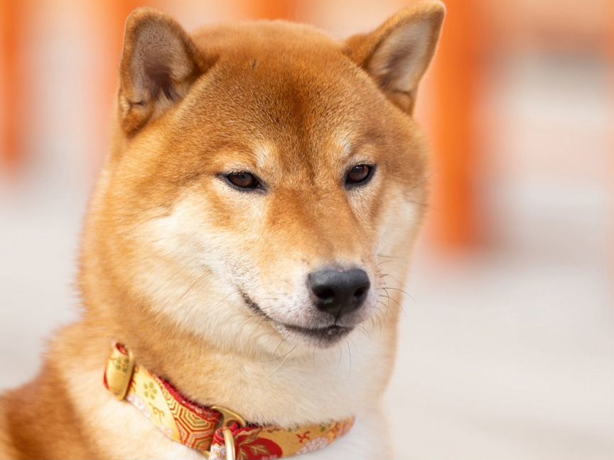 Сиба ину вязка