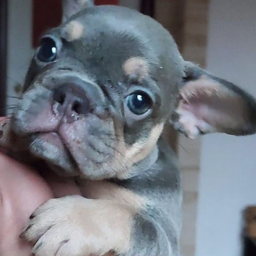 Французский бульдог, щенок