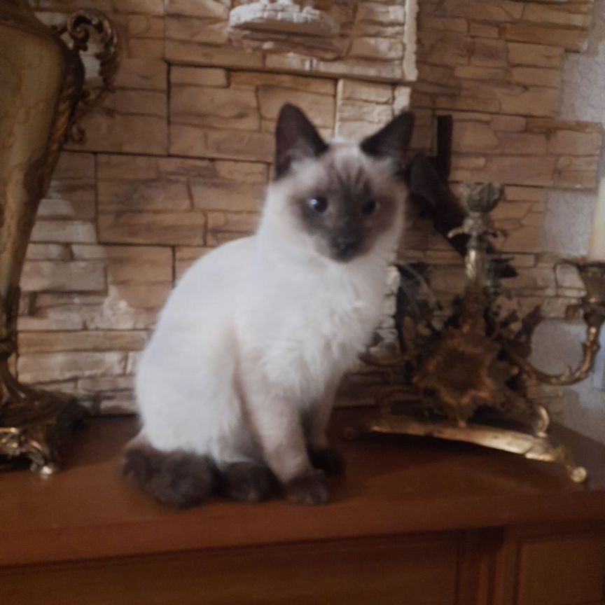 Тайский котенок