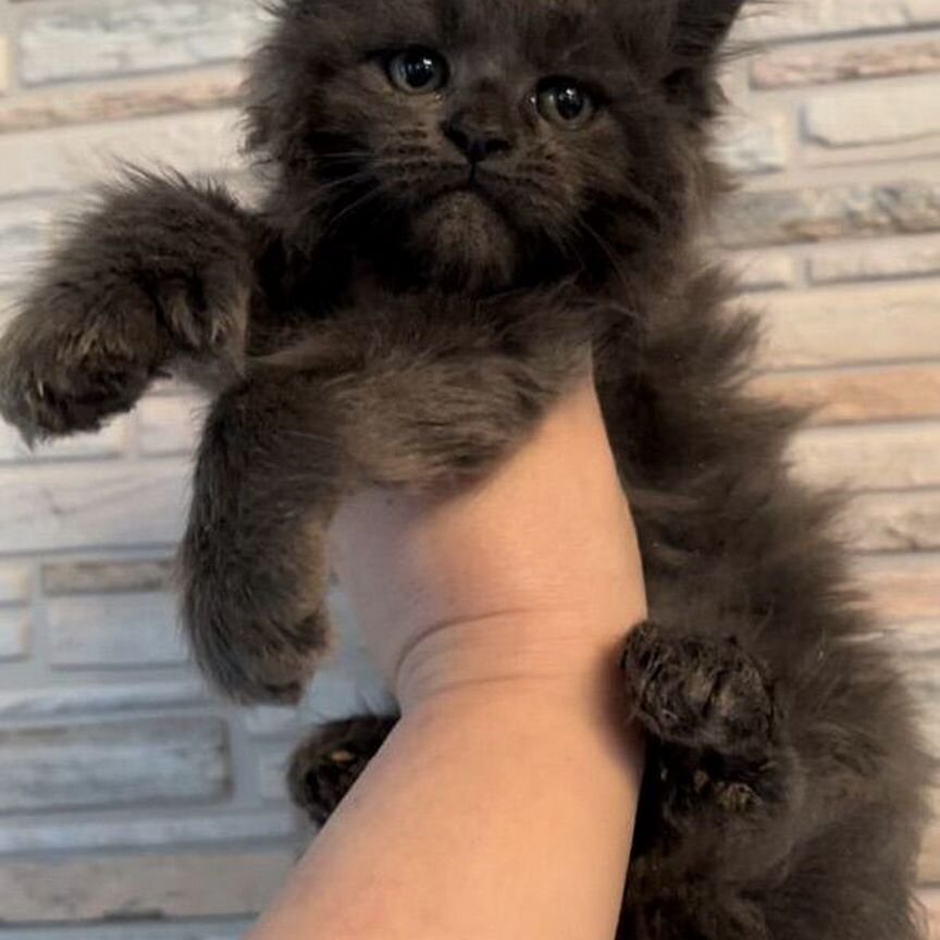 Девочка полидакт 6666