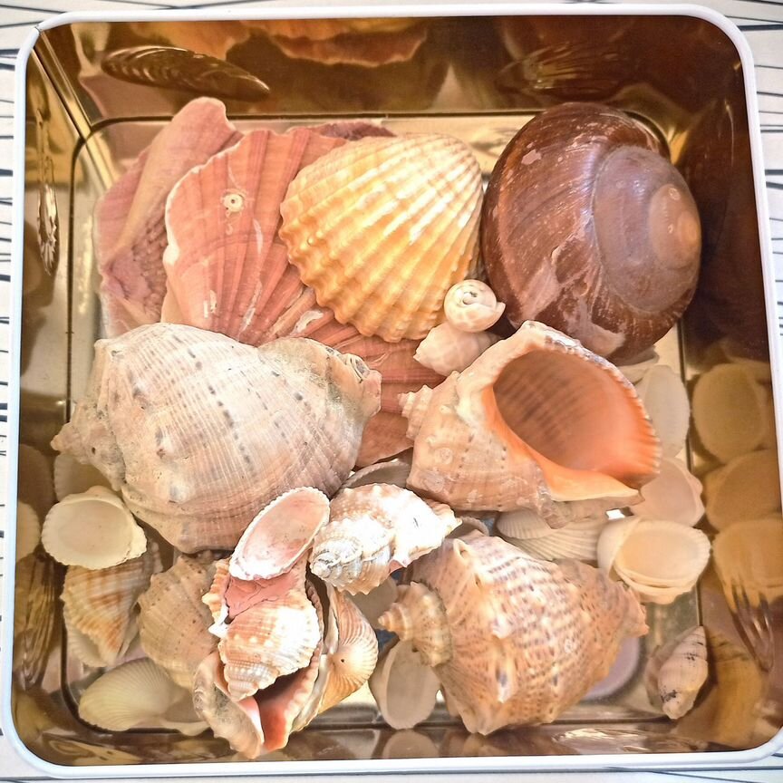 Продам коллекцию морских ракушек