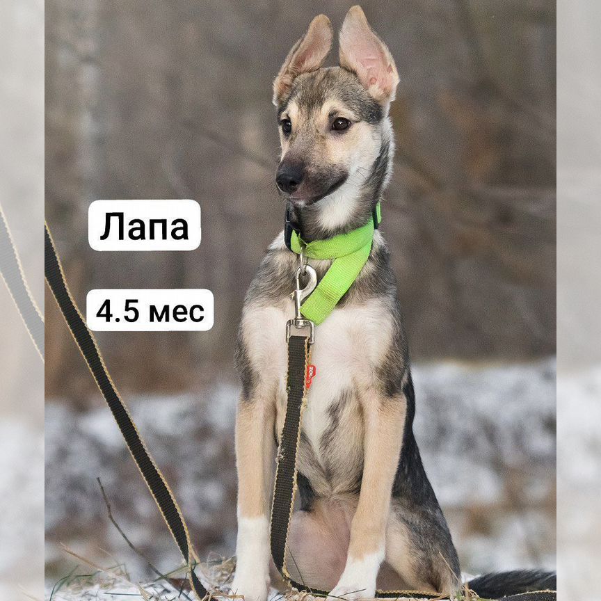 Щенок в добрые руки