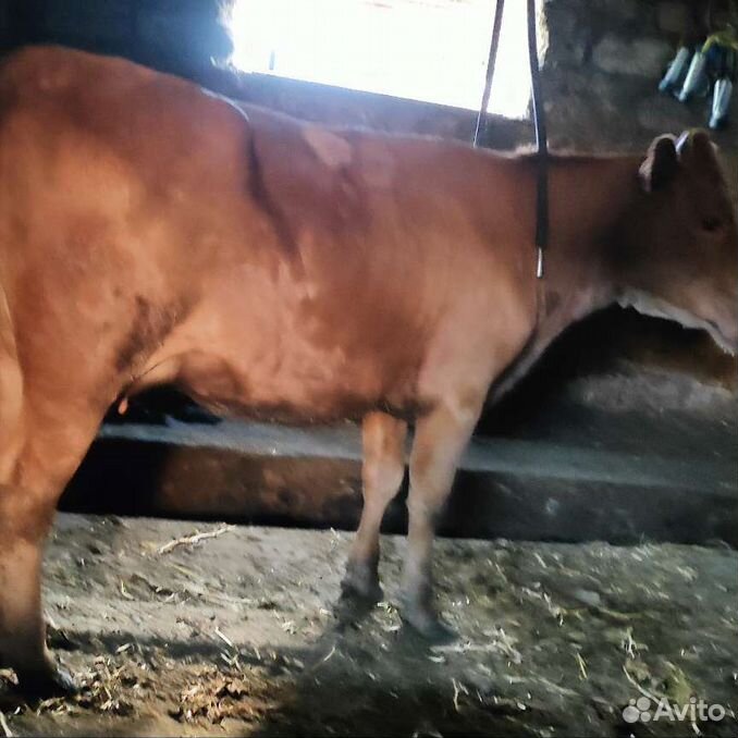 Телка стельная