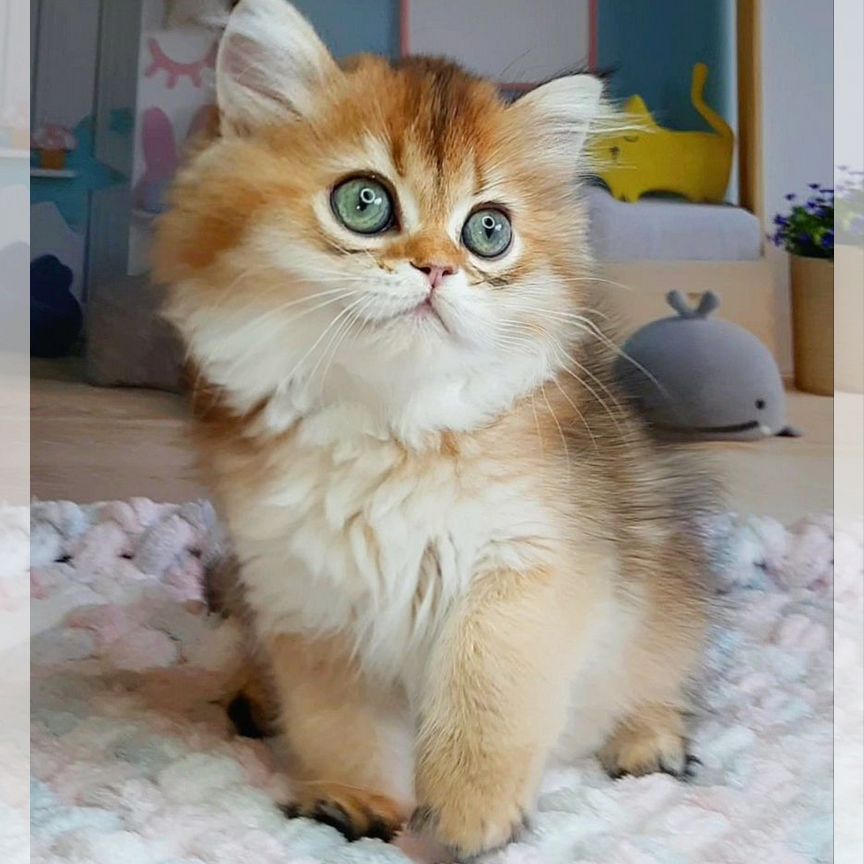 Шотландский золотой мальчик