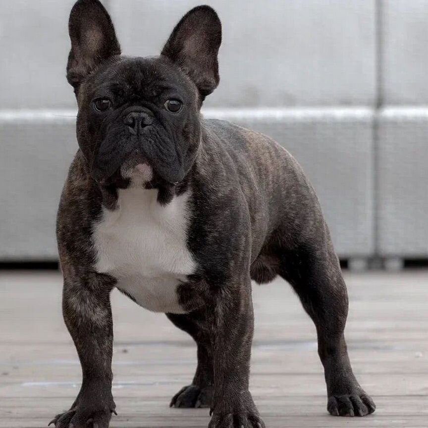 Французский бульдог