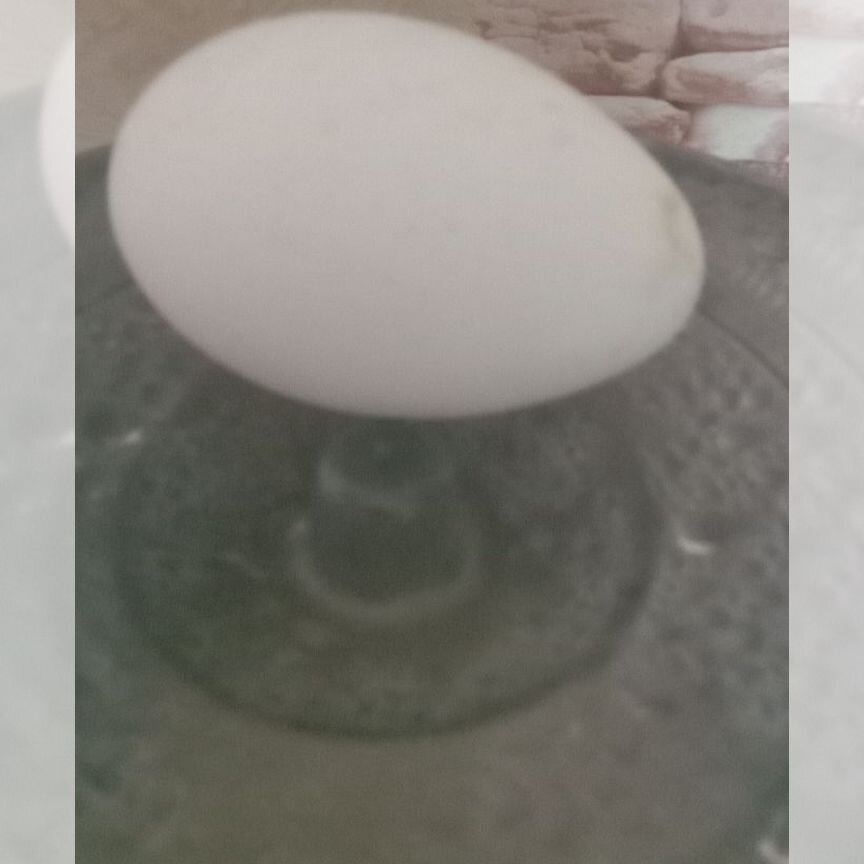 Инкубационное яйцо гусиное