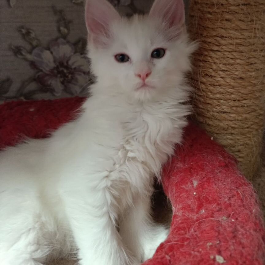 Котята мейкун девочки- полидакт