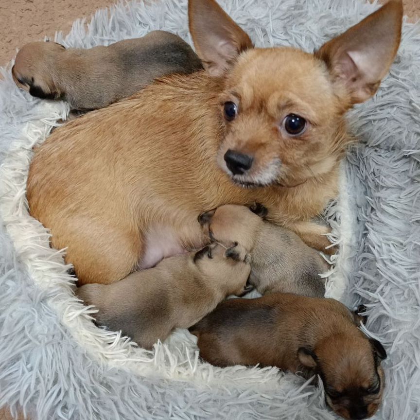 Чихуахуа, щенок