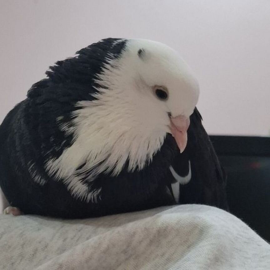 Голубь в добрые руки