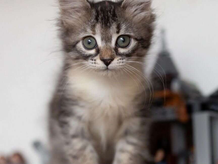 Малышка Стелла ищет дом