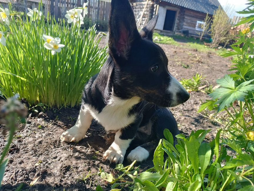 Вельш-корги кардиган