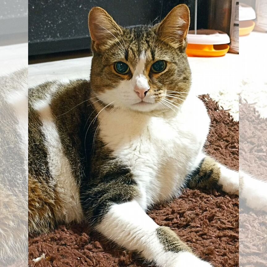 Красавчик кот ищет дом