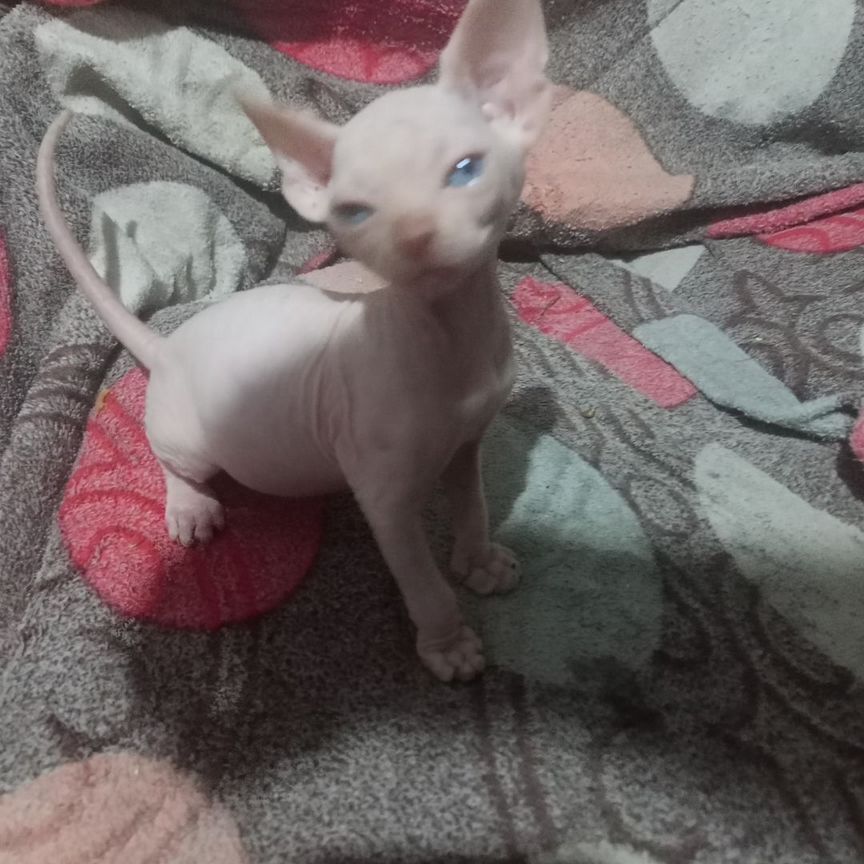 Канадский сфинкс котенок