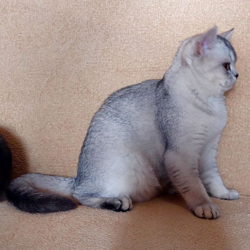 Шотландский вислоухий короткошёрстный котёнок