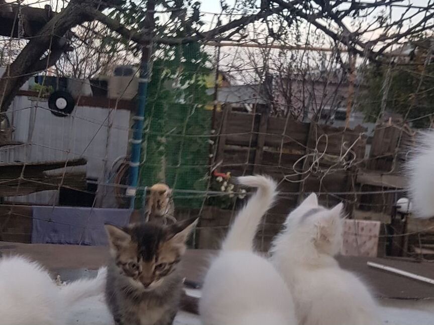 Котята в добрые руки 3мальчика и 1девочка