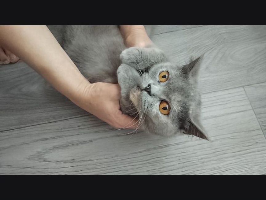 Кошка британка