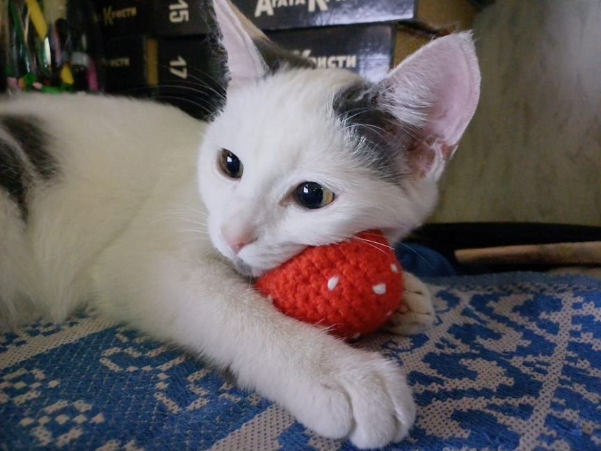Кошечка