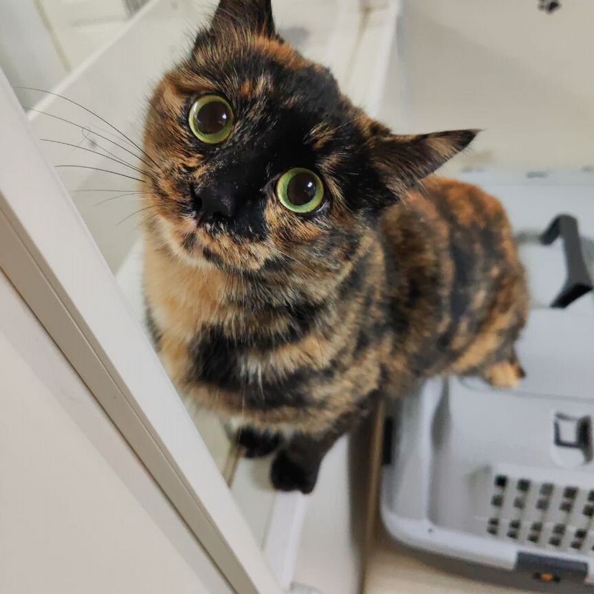 Кошка Пеструшка в добрые руки