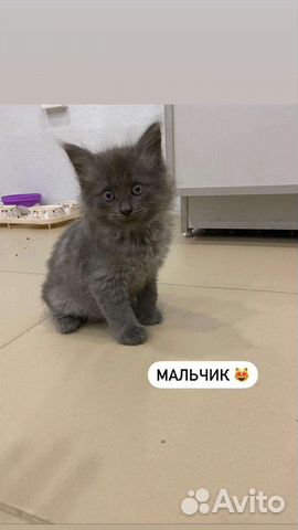 Котенок в добрые руки