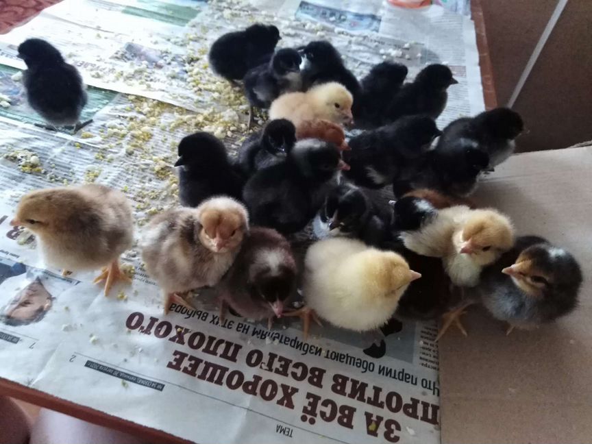 Инкубация ваших яиц