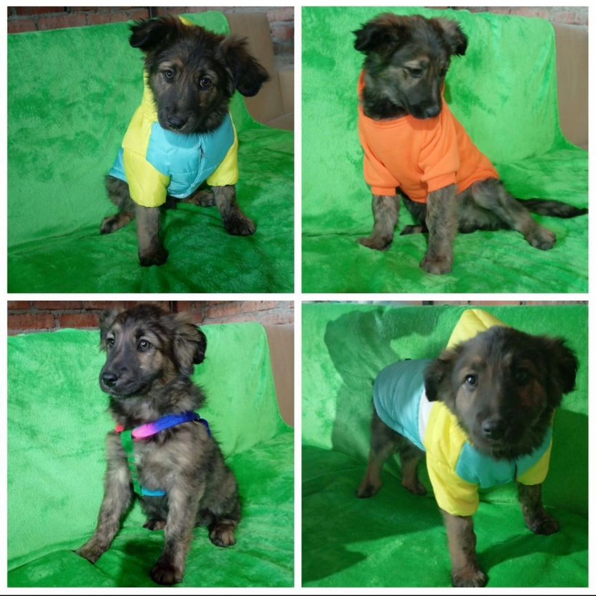 Малыш в добрые руки