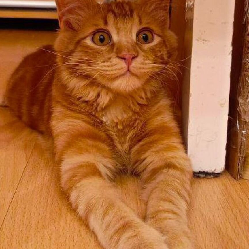 Котенок в добрые руки