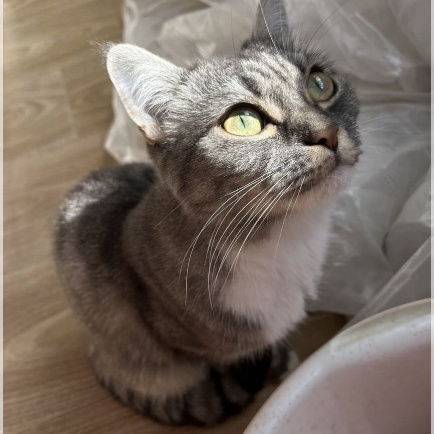 Взрослая, кошка в добрые руки