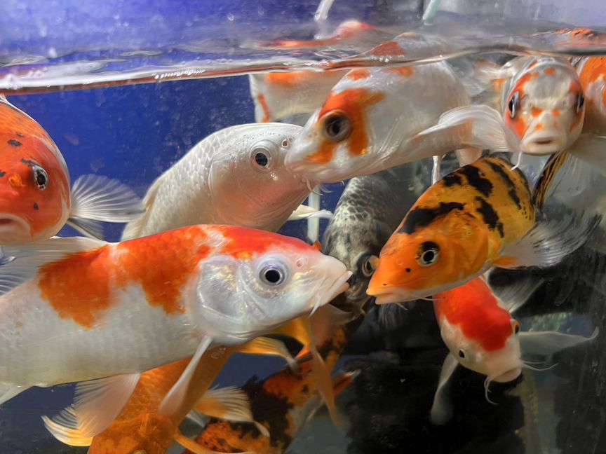 Карп KOI в ассортименте