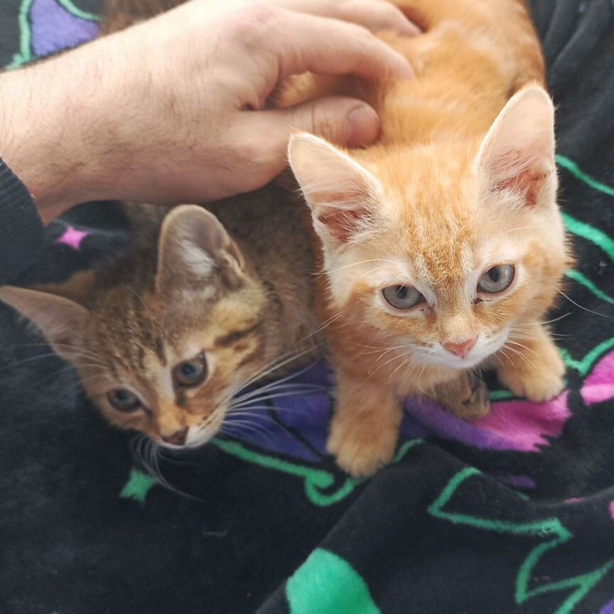 Котята