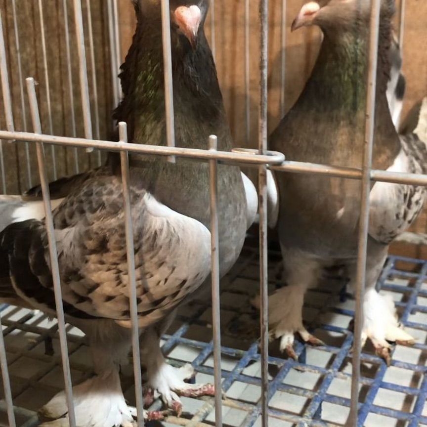 Голуби турецкие такла