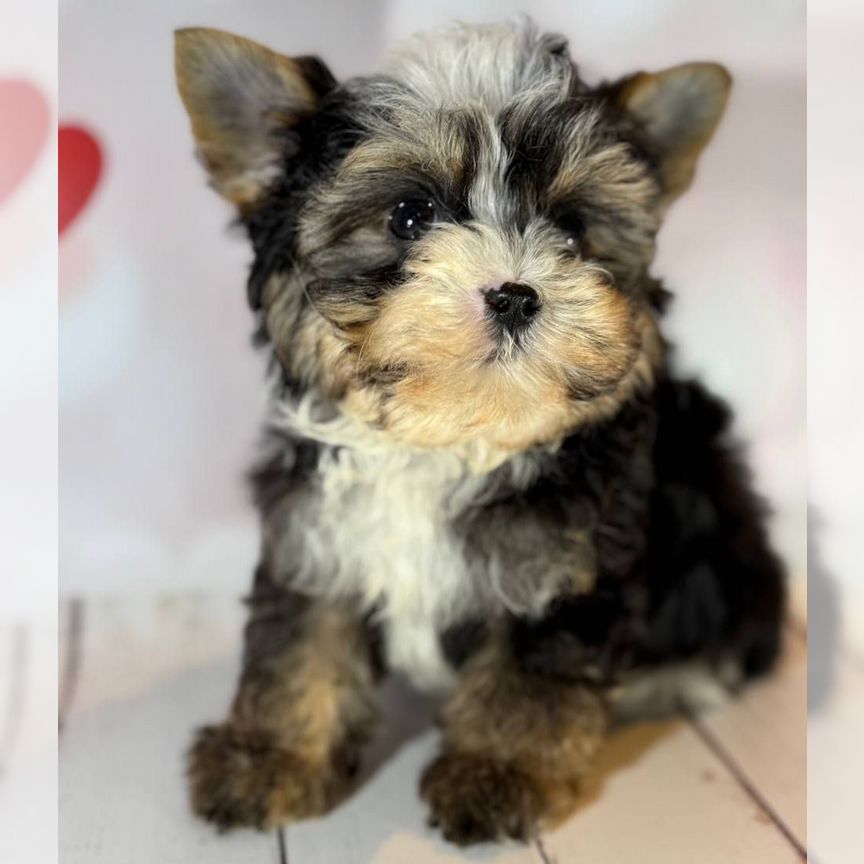 Йоркширский терьер, щенок